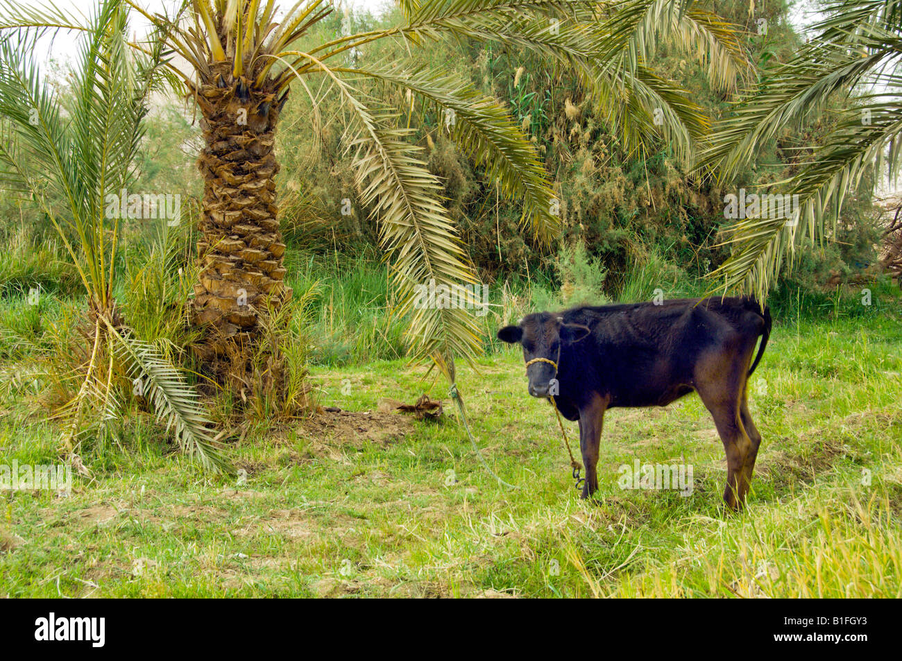 A cow grazing in a palm tree pasture near the village of Bawiti ...