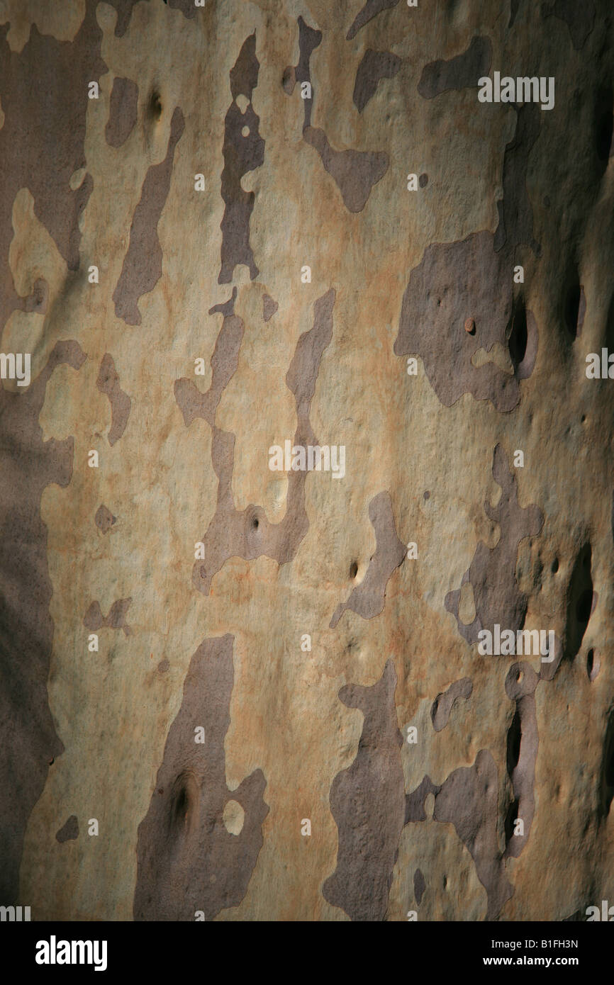 Australian Gum tree close up Stock Photo - Alamy