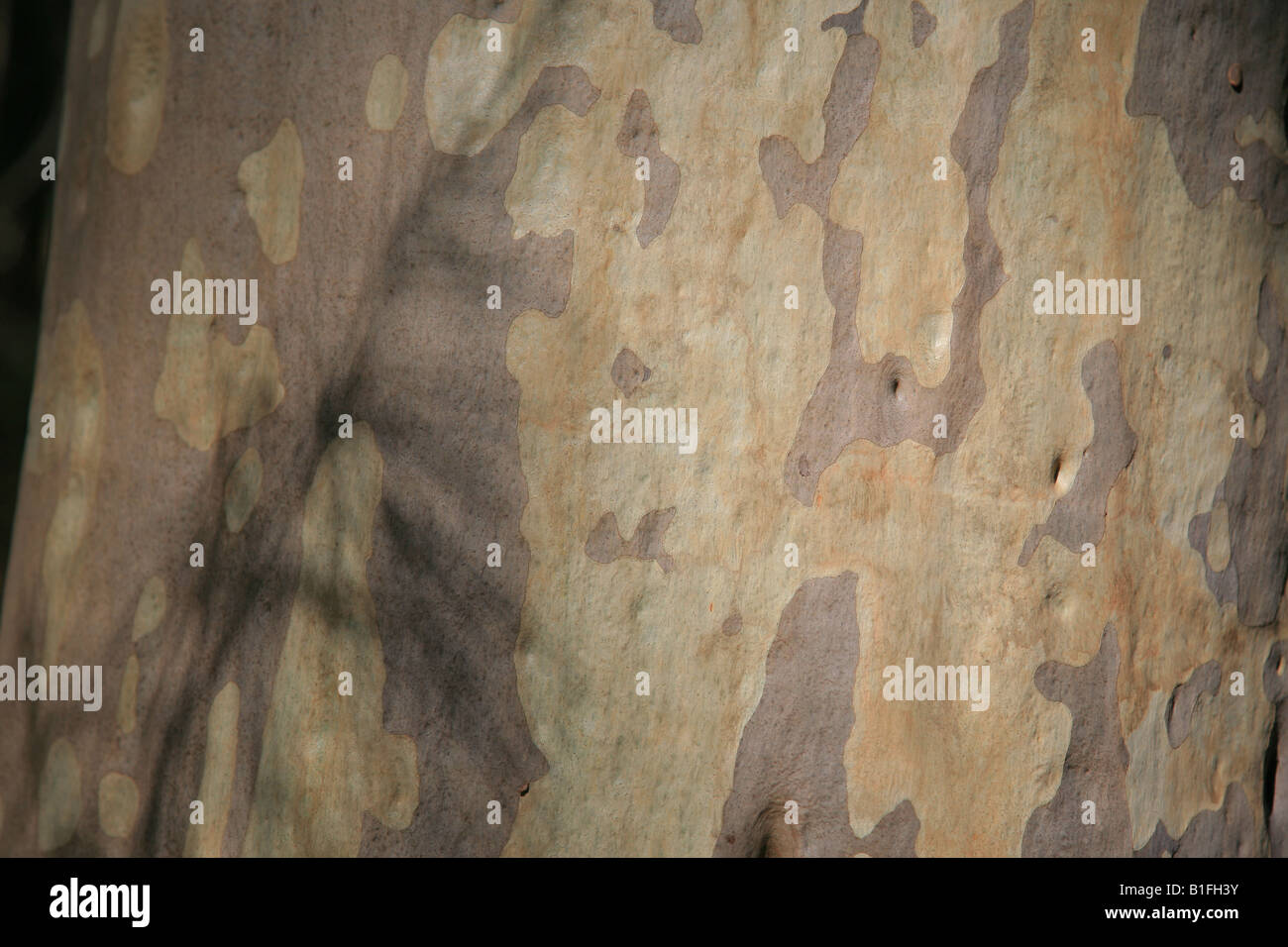 Australian gum tree hi-res stock photography and images - Alamy