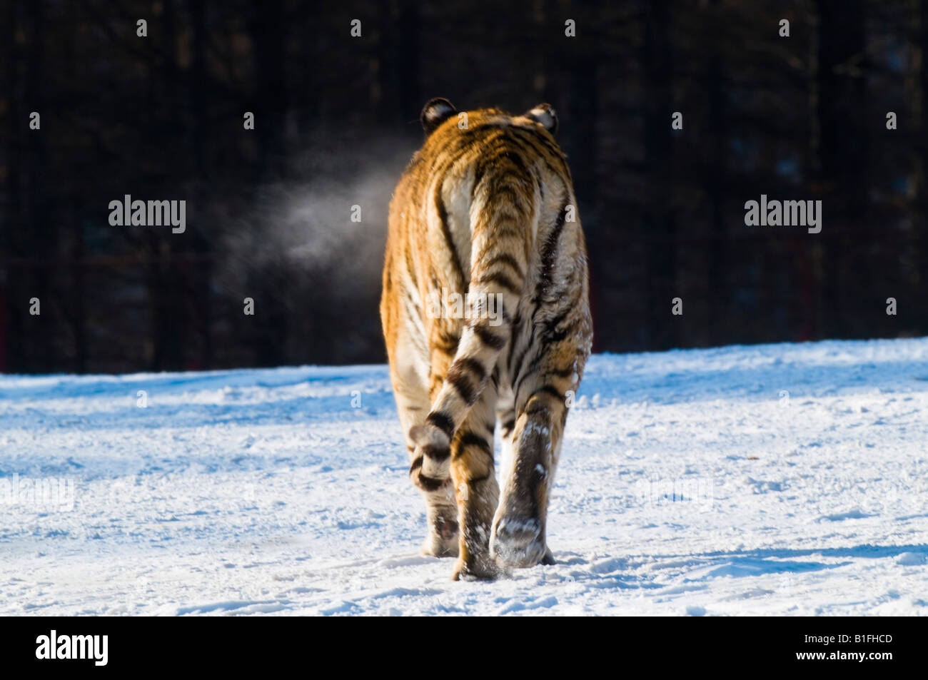 Siberian Tiger in the snow China Rear view Stock Photo - Alamy