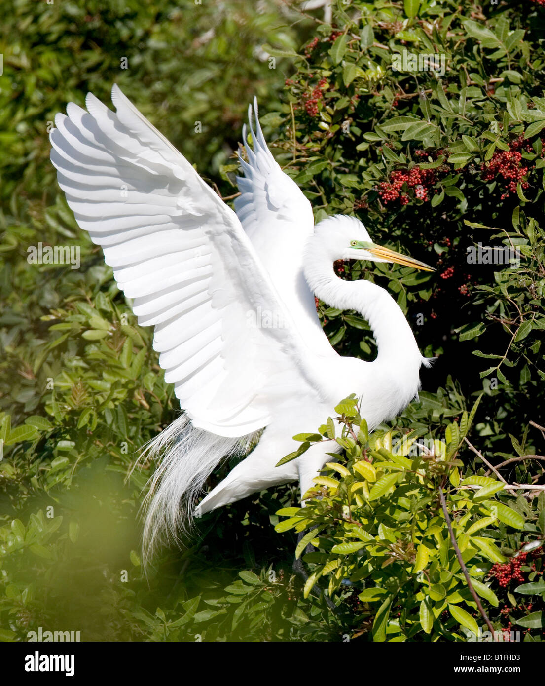 Venice bird rockers hi-res stock photography and images - Alamy
