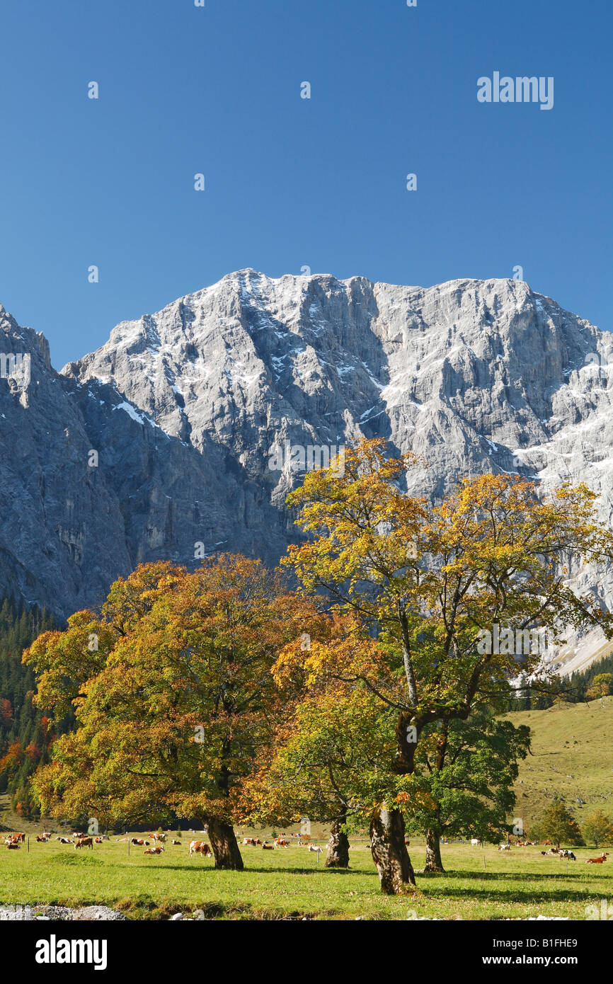 maple trees and limestone alps karwendel-mountains tyrol austria europe ...