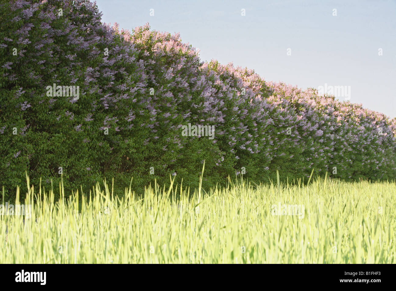 Lilac hedge hi-res stock photography and images - Alamy