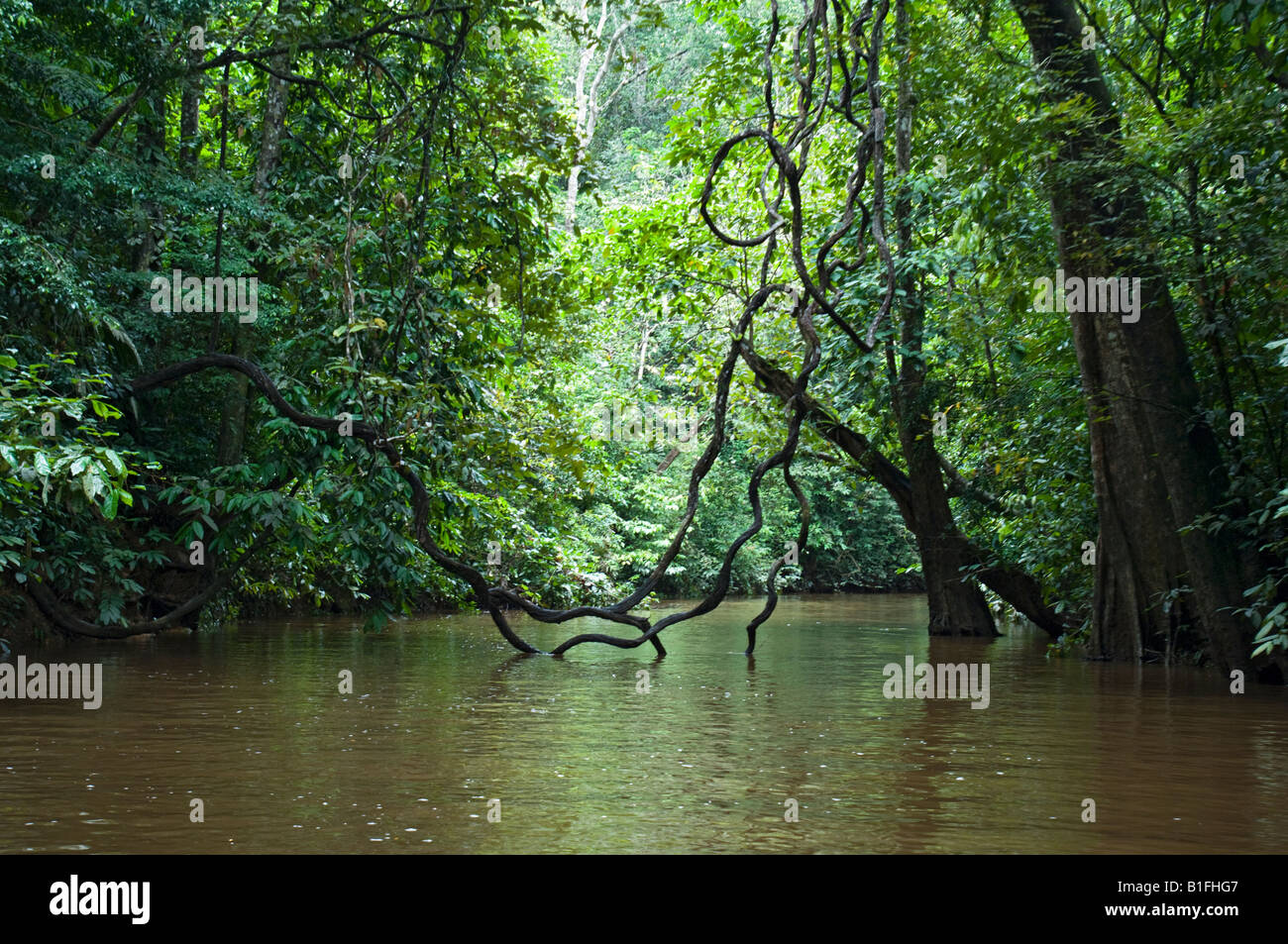 Lake Chini, Malaysia Stock Photo - Alamy