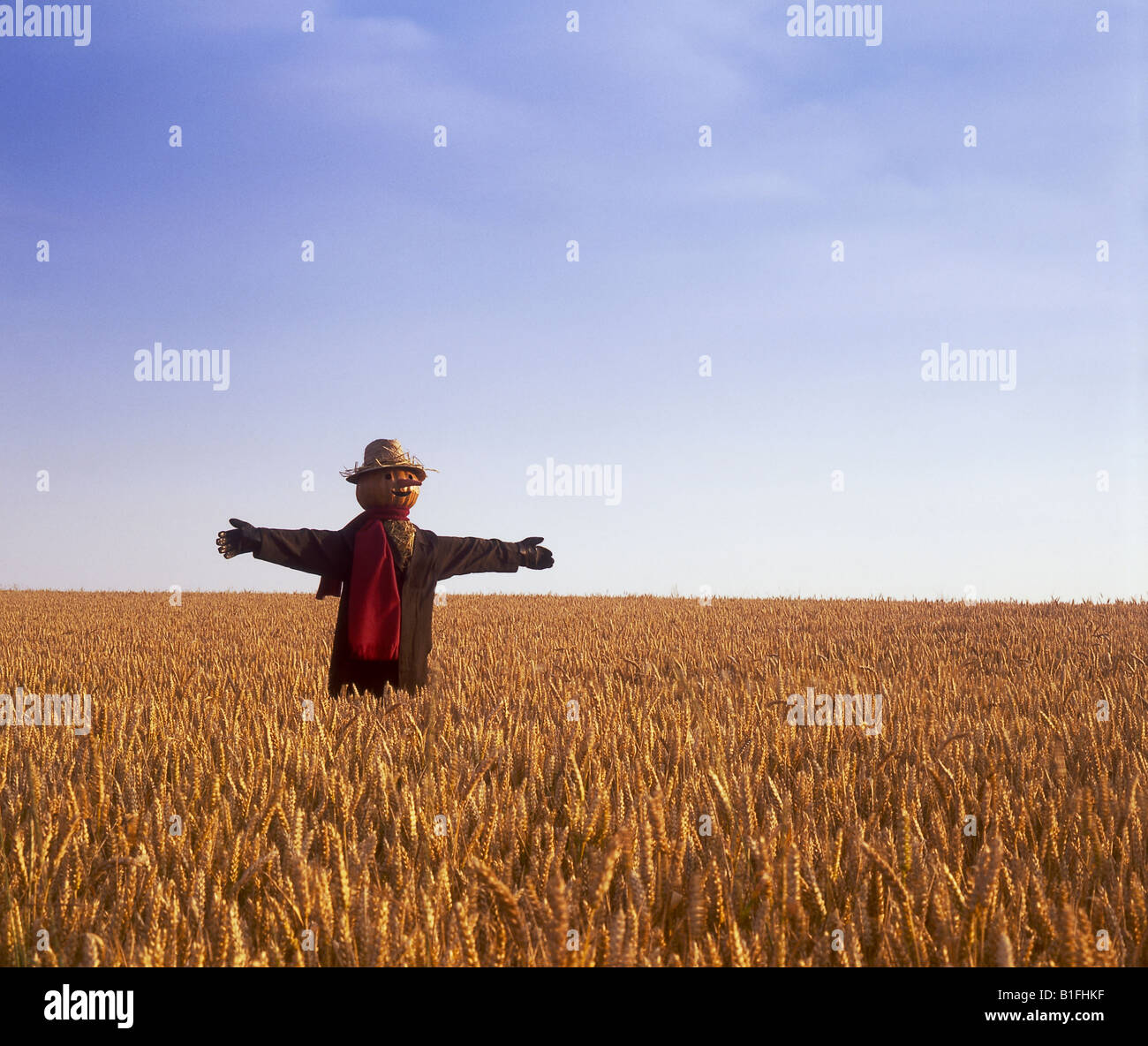 Scarecrow in a wheat field Stock Photo - Alamy