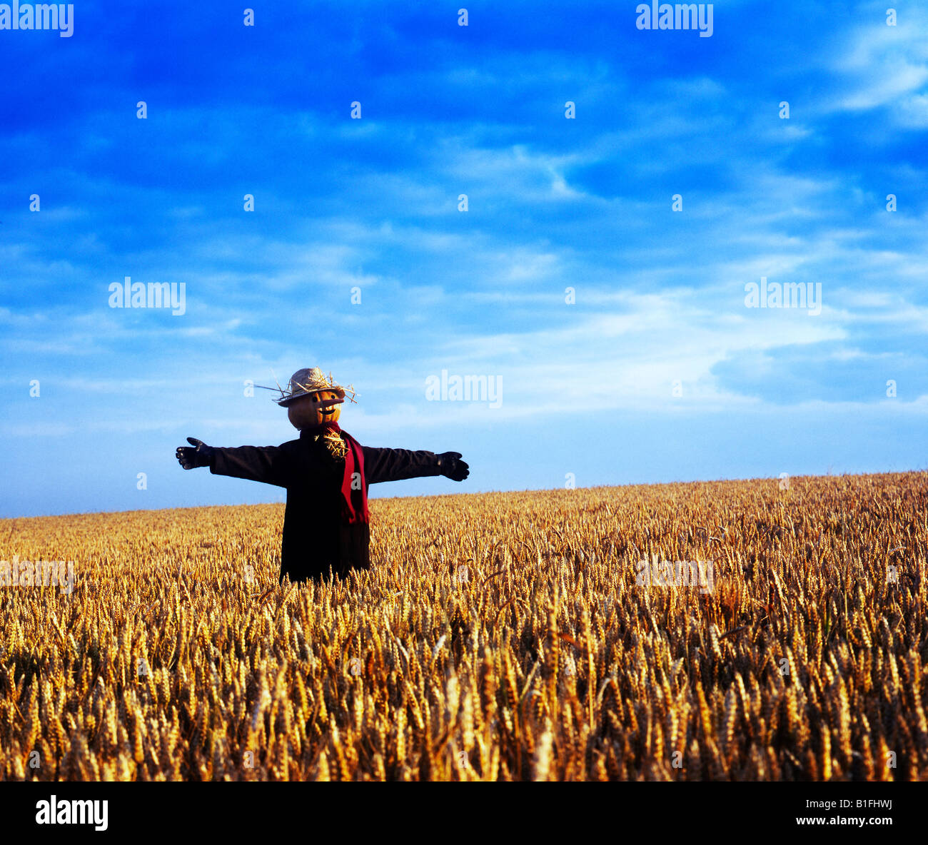 Scarecrow in a wheat field Stock Photo - Alamy