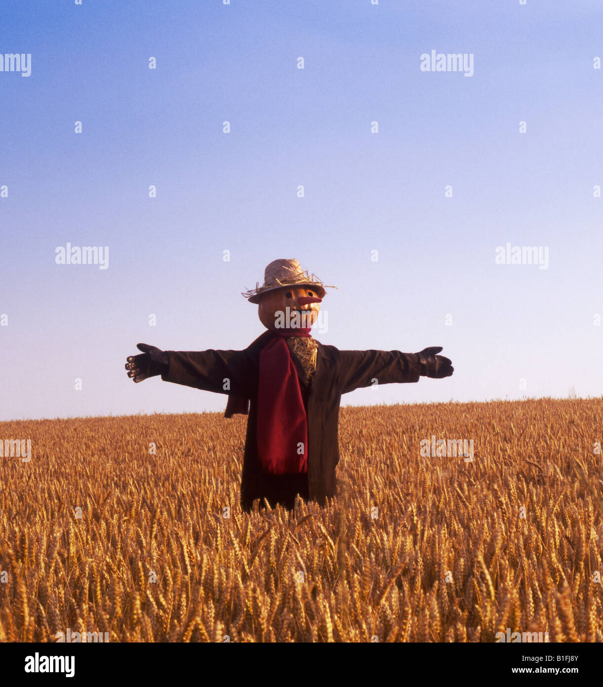 Scarecrow in corn field hi-res stock photography and images - Alamy