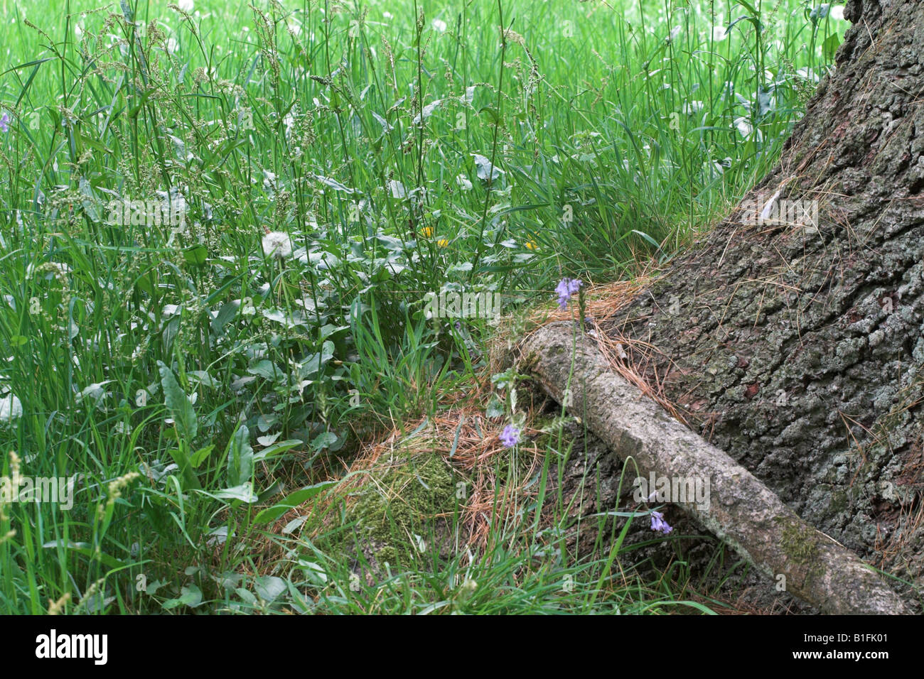 Base of tree trunk surrounded by grass in a woodland, UK Stock Photo ...