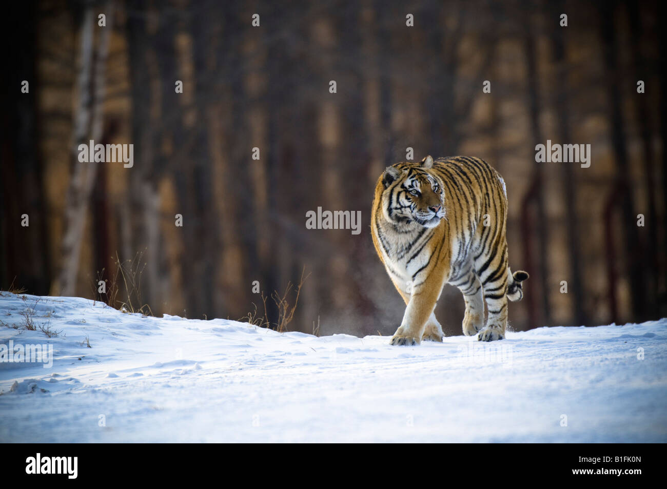 Tiger Patterns High Resolution Stock Photography and Images - Alamy