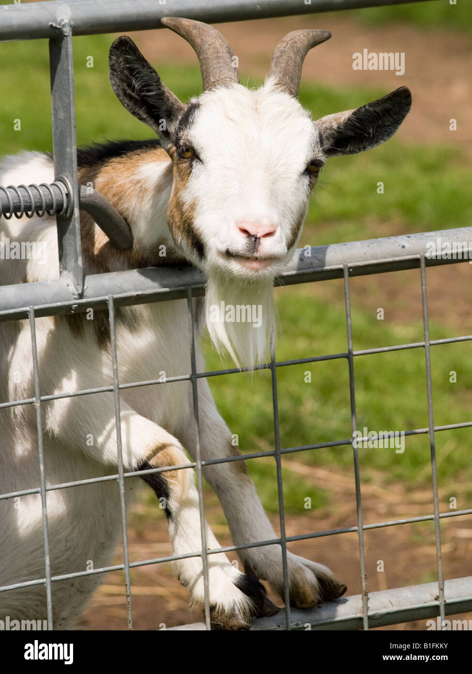 A goat sticking its head through a metal gate at the White Post Farm ...