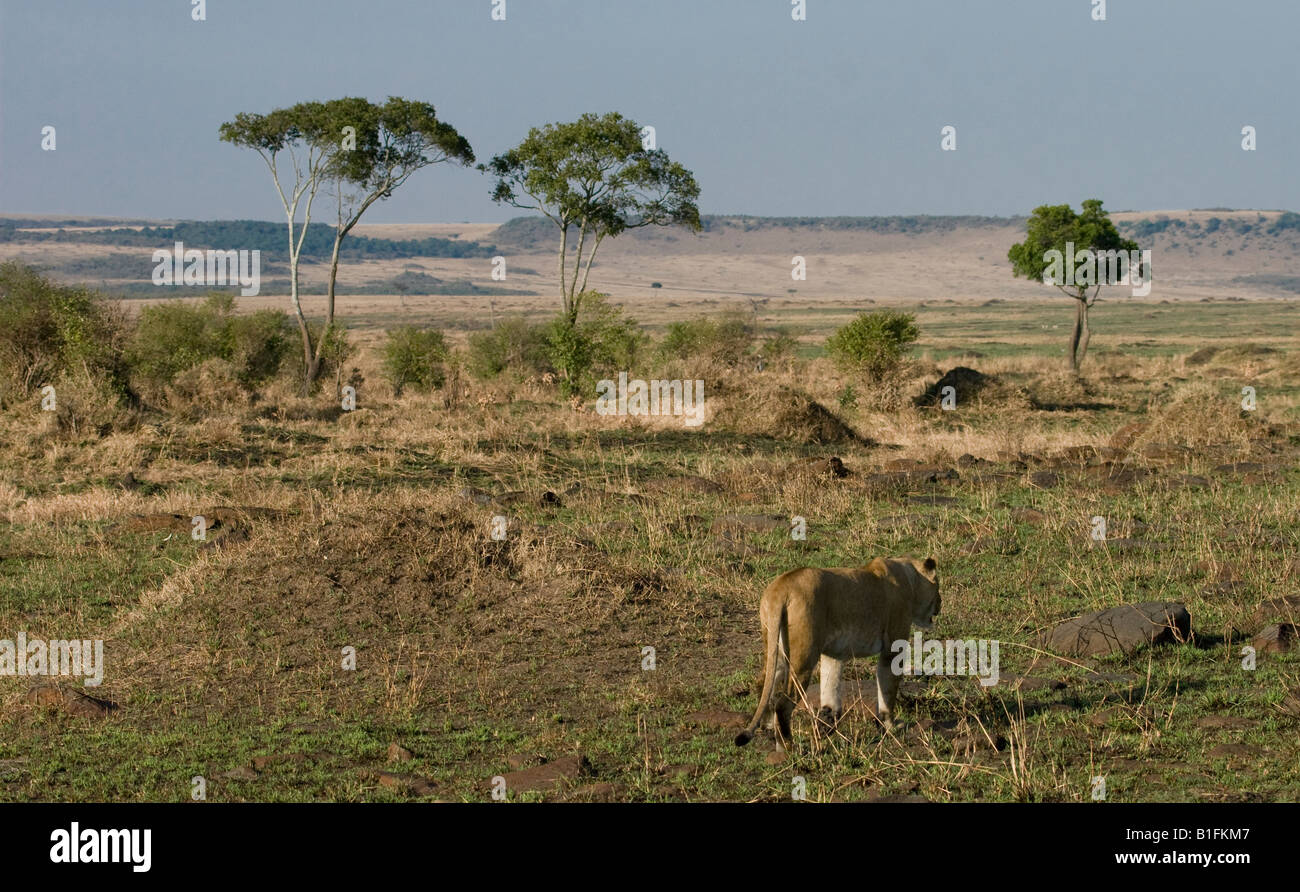 lioness in mara landscape Stock Photo - Alamy