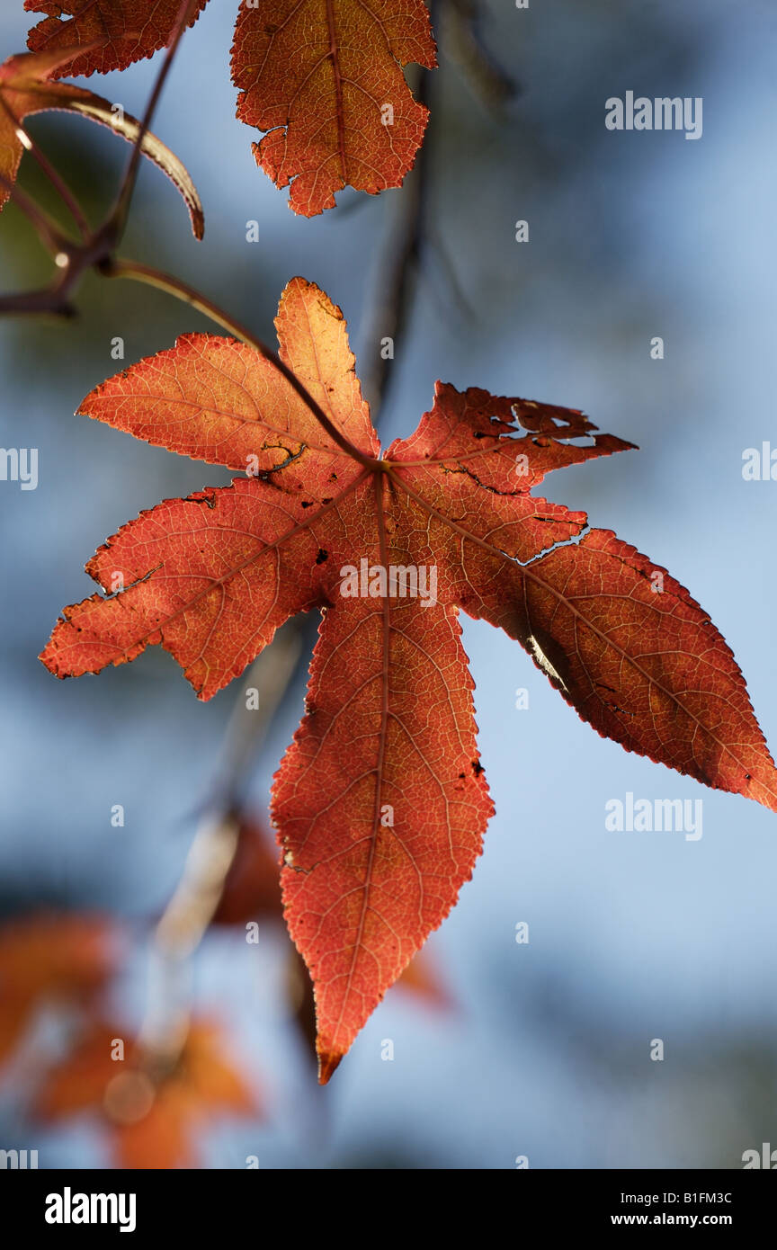 Liquid Amber leaf detail(Liquidambar styraciflua - American Sweetgum ...