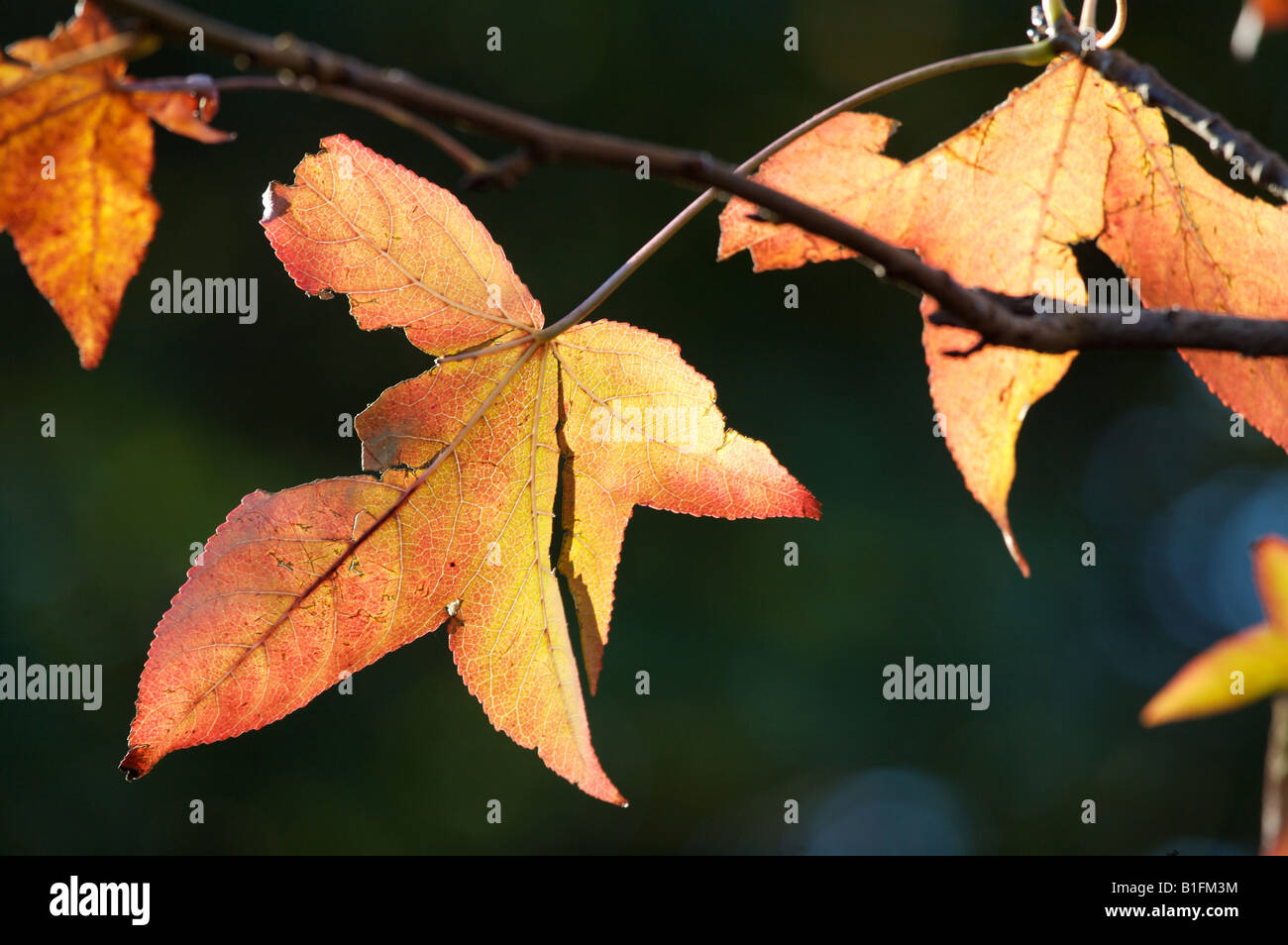 Liquid Amber leaf detail(Liquidambar styraciflua - American Sweetgum ...