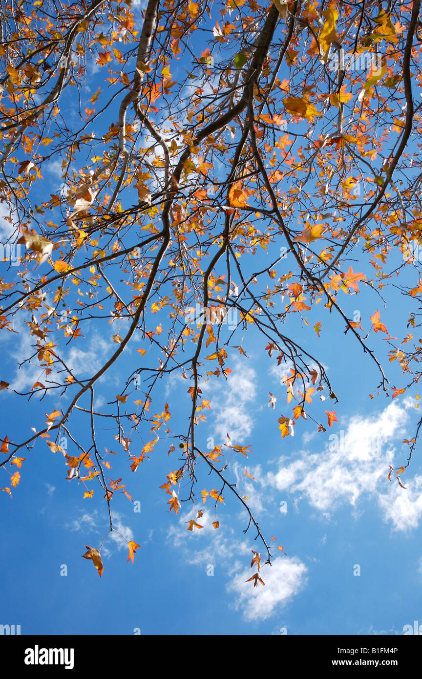 Liquid Amber detail(Liquidambar styraciflua - American Sweetgum, Redgum ...