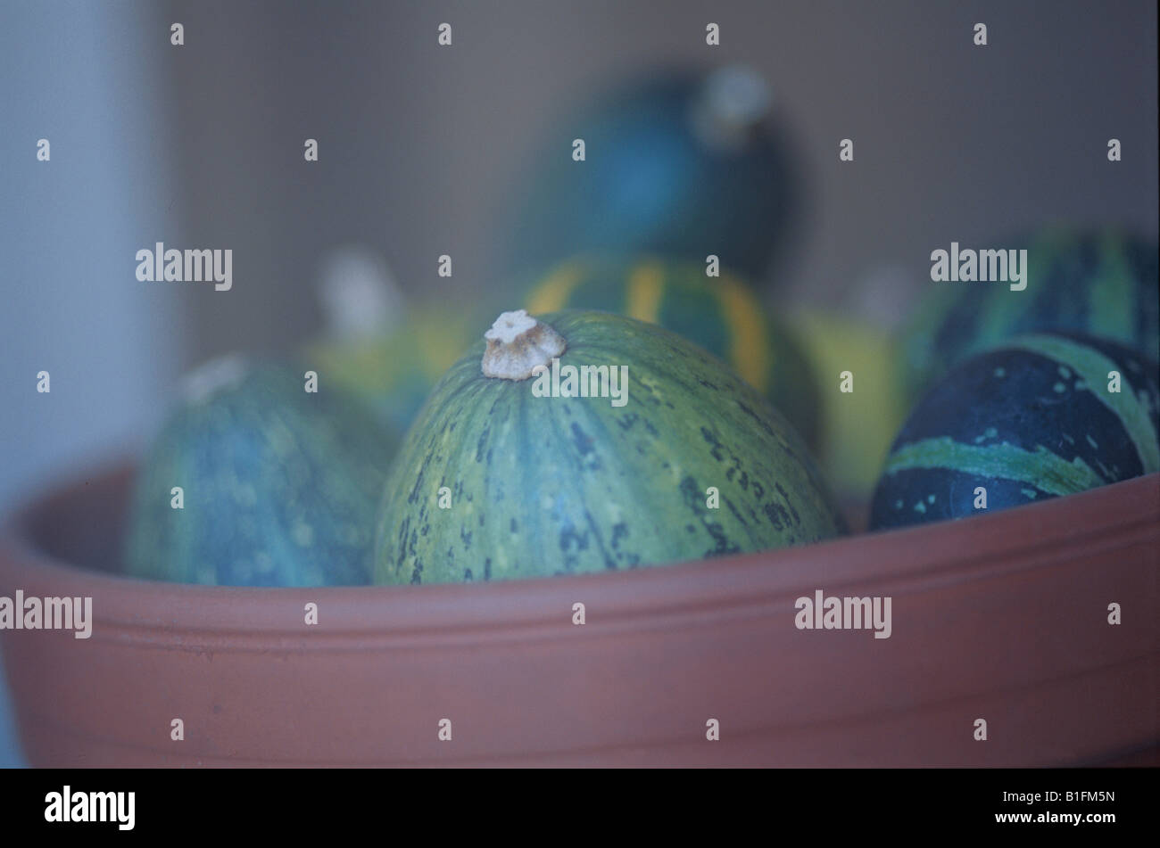 Watermelons In Flower Pot Stock Photo - Alamy