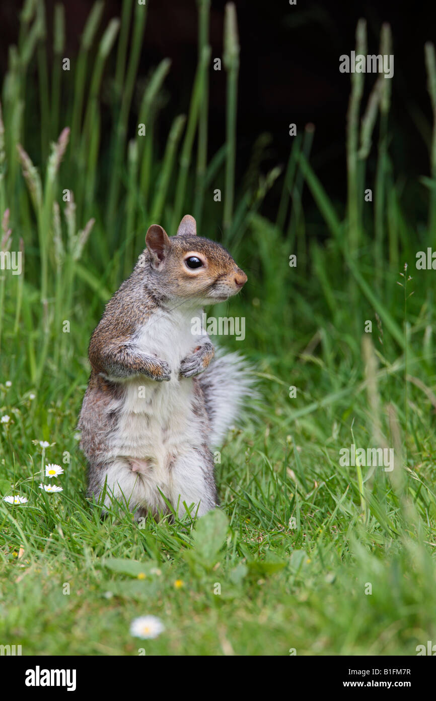 Grey Squirrel Sciurus Carolinensis sitting up looking alert Potton ...