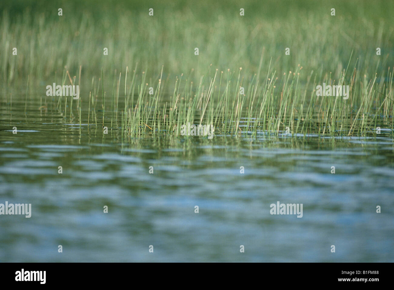 Reeds In Water Stock Photo - Alamy
