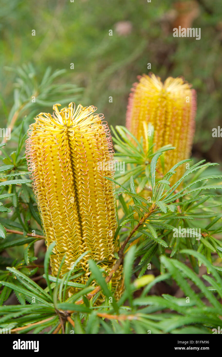 Banksia spinulosa flower cone in bloom Stock Photo - Alamy