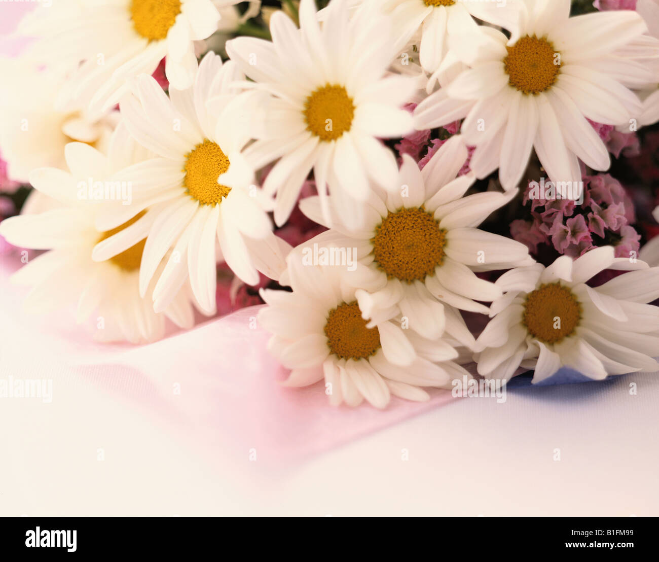 Bunch of dasies hi-res stock photography and images - Alamy