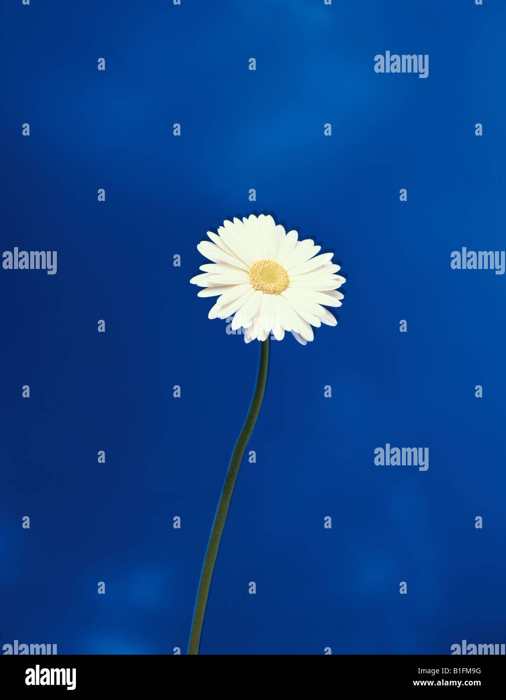 Transvaal daisies hi-res stock photography and images - Alamy