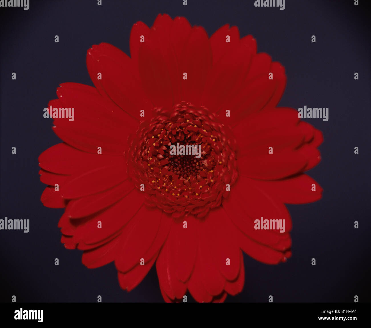 Still life with transvaal daisies hi-res stock photography and images ...