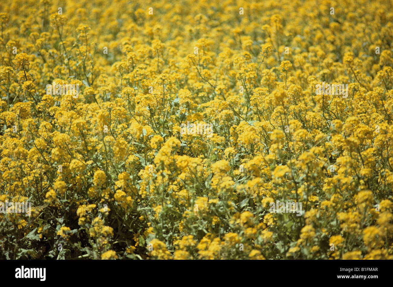 Field Of Mustard Stock Photo - Alamy