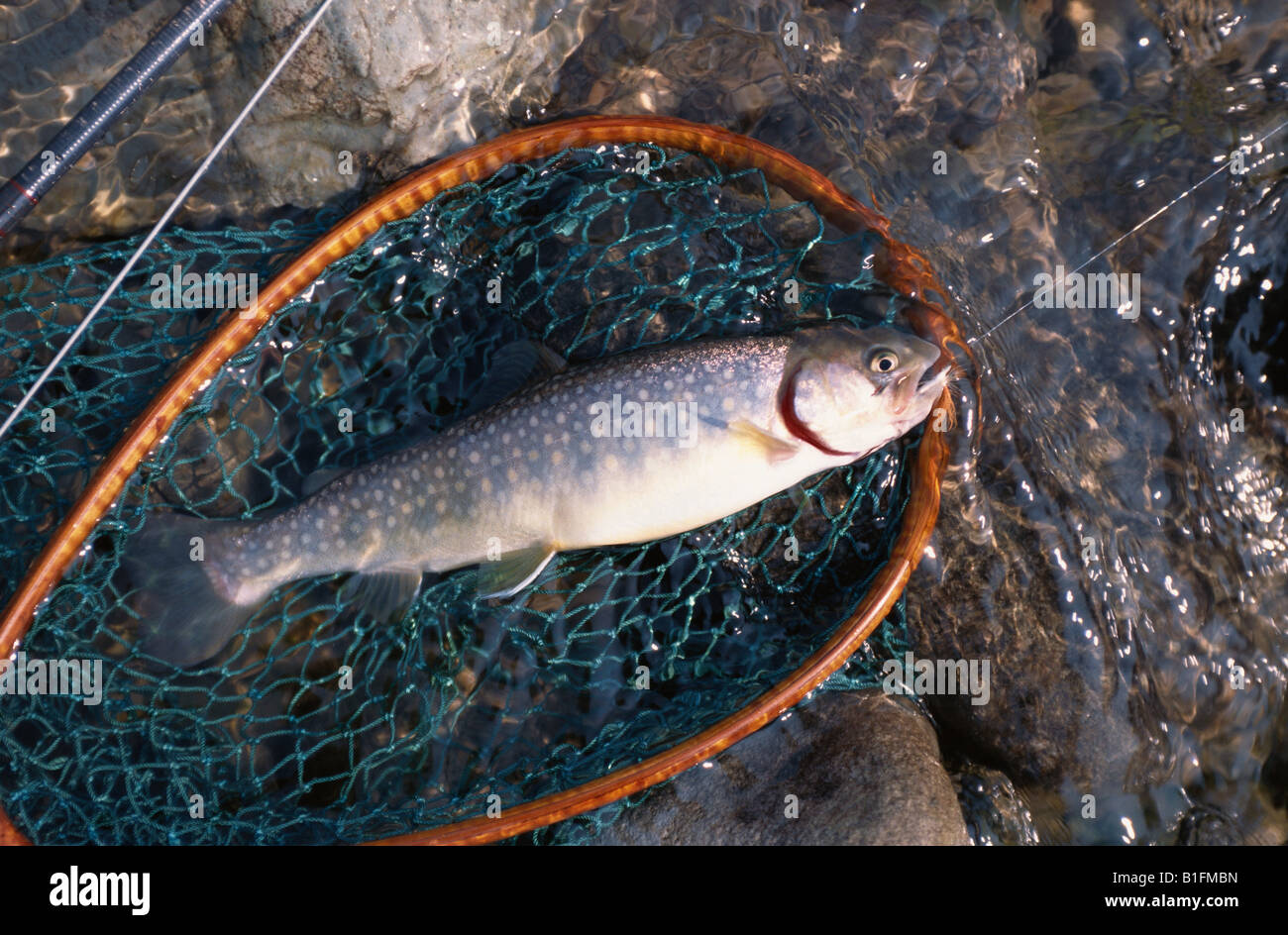 Fish In Fishing Net Stock Photo - Alamy