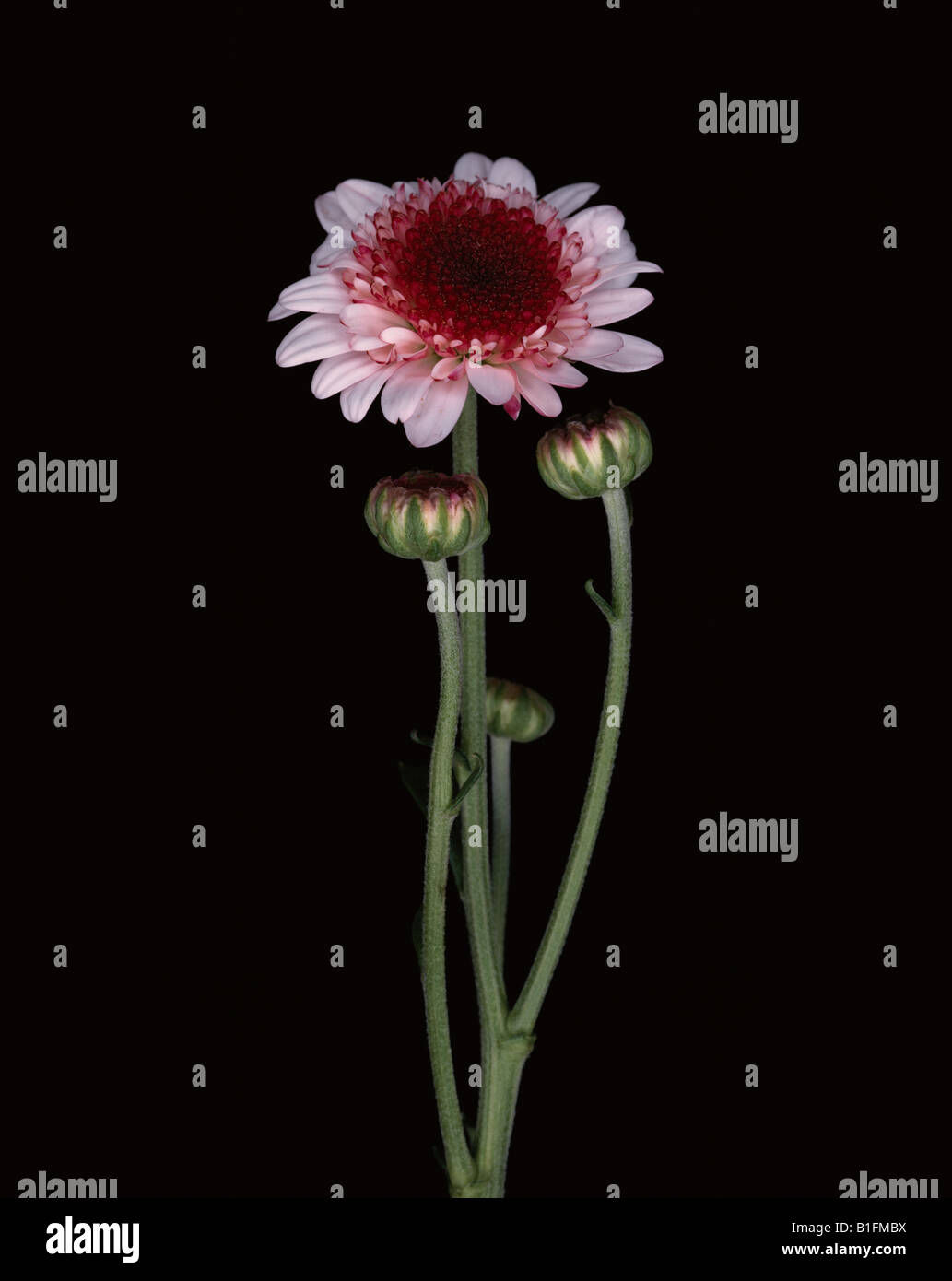 Pink Cut Flower Stock Photo - Alamy