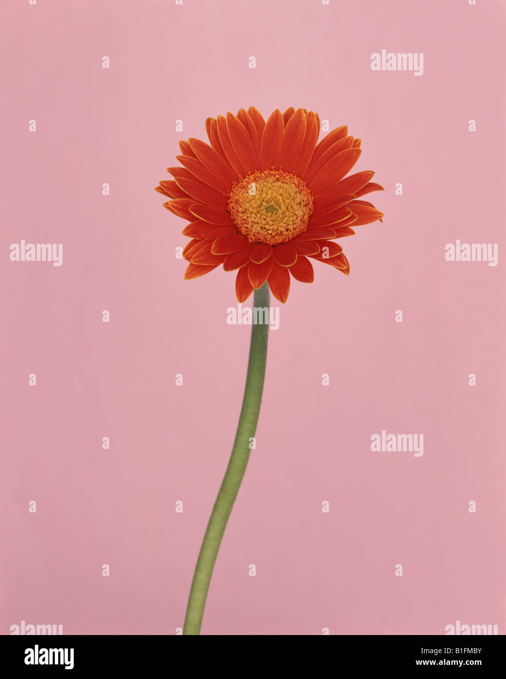 Red Transvaal Daisy Stock Photo - Alamy
