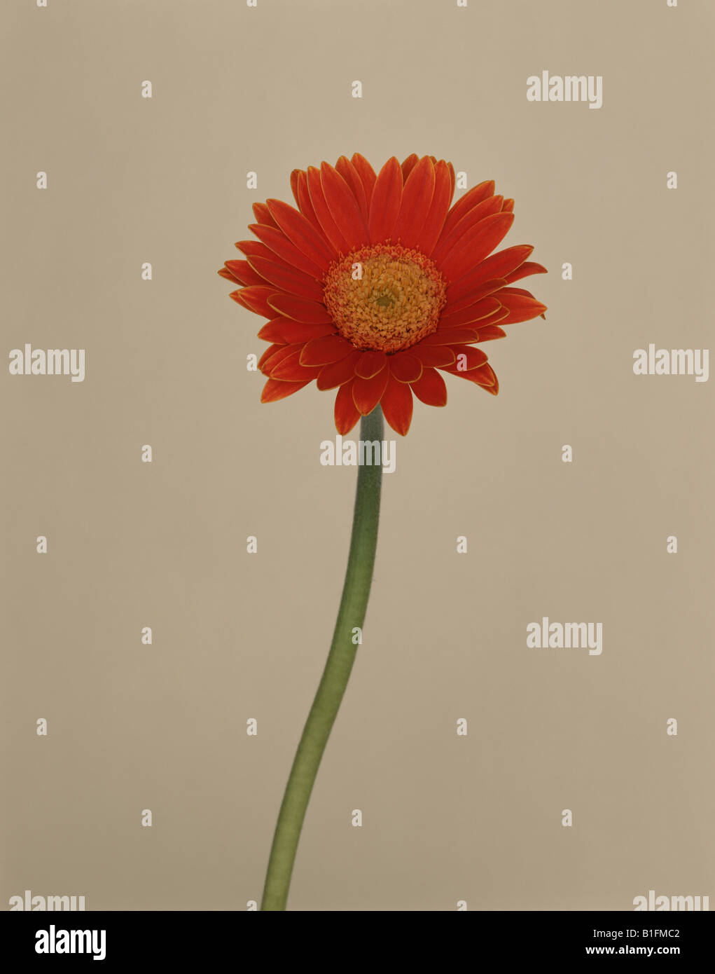 Transvaal daisies hi-res stock photography and images - Alamy