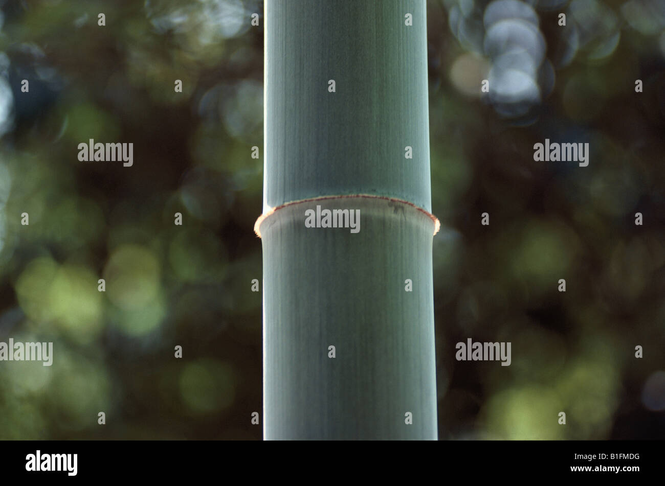 Stem Of Bamboo Plant Stock Photo - Alamy