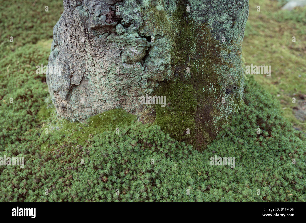 Mosses Near Root Of Tree Stock Photo - Alamy