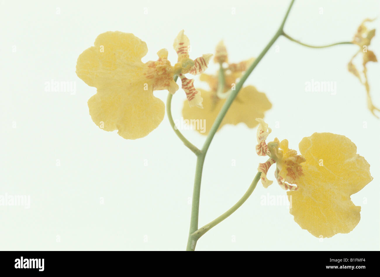 Stem Of Yellow Flowers Stock Photo - Alamy