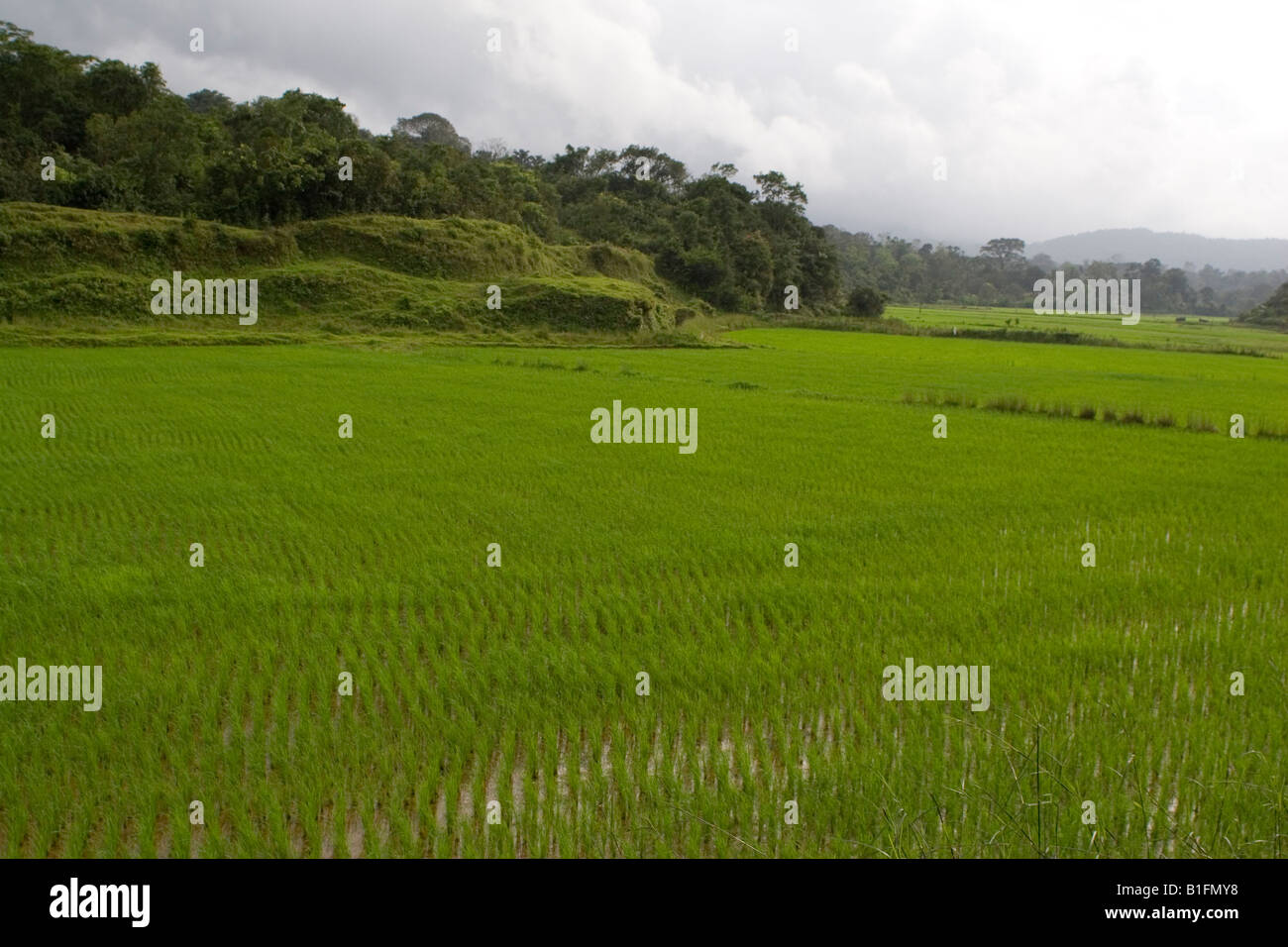 Growing Rice In India High Resolution Stock Photography and Images - Alamy