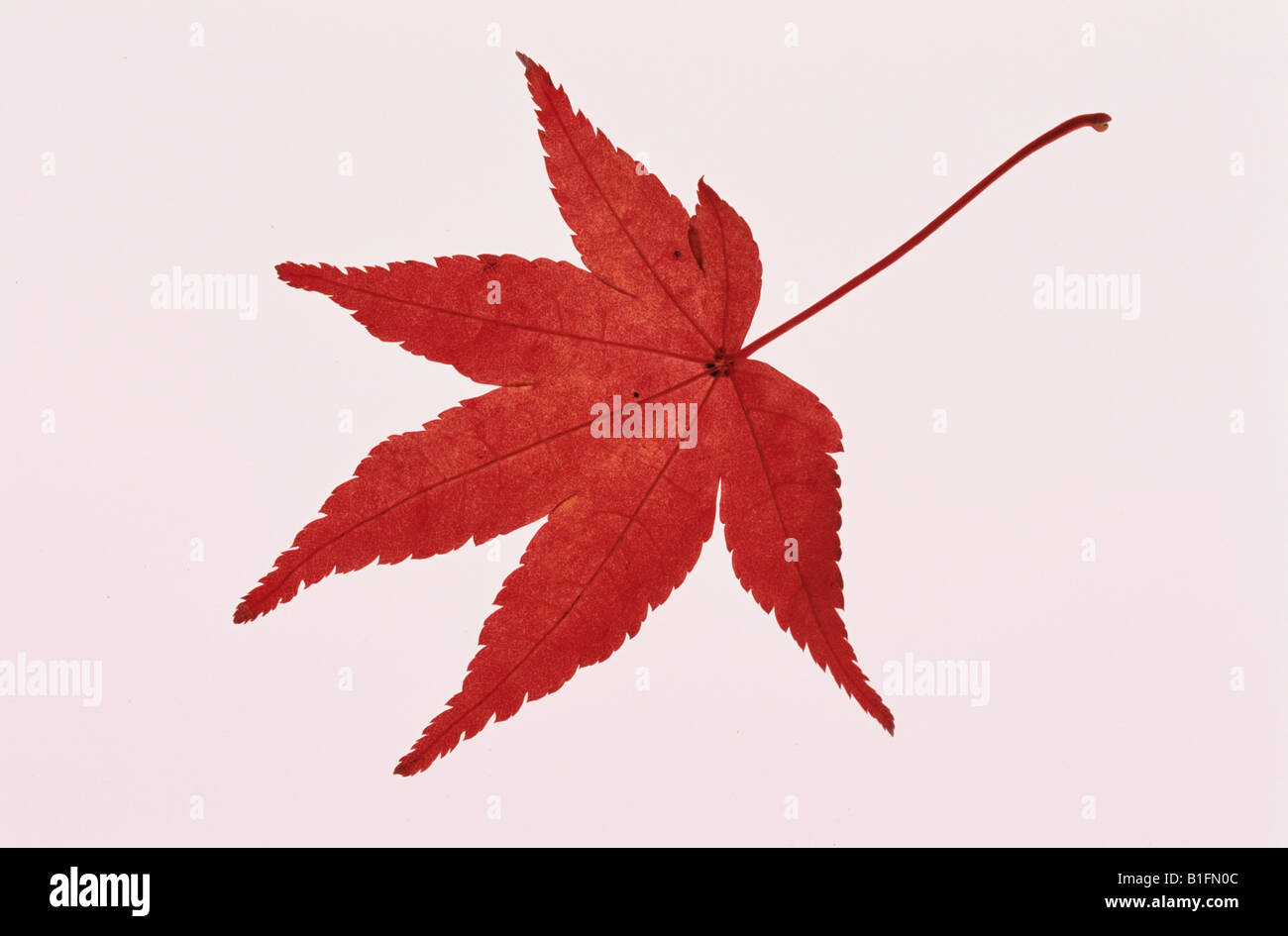 Red Maple Leaf Stock Photo - Alamy