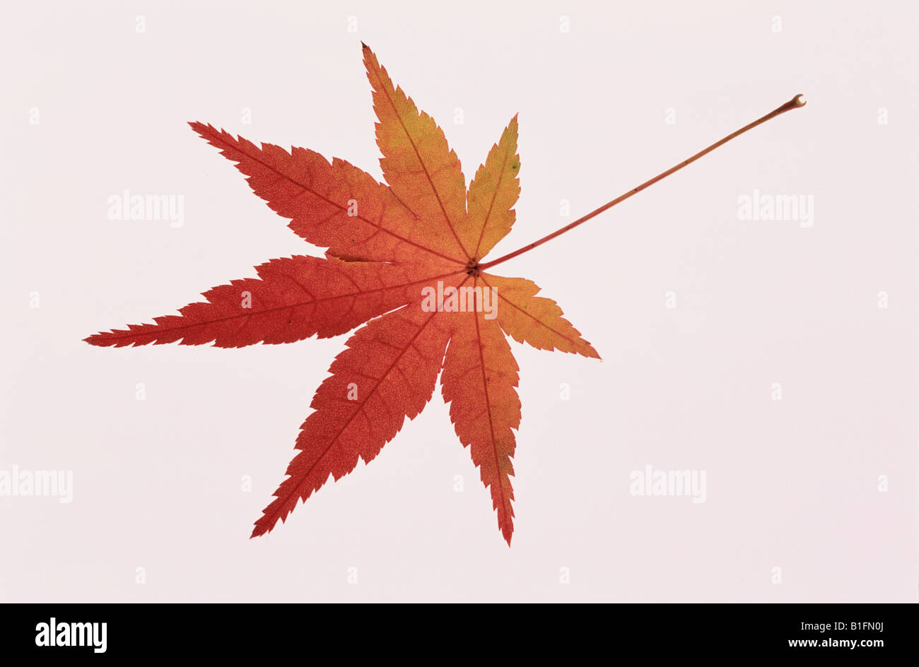 Red Maple Leaf Stock Photo - Alamy