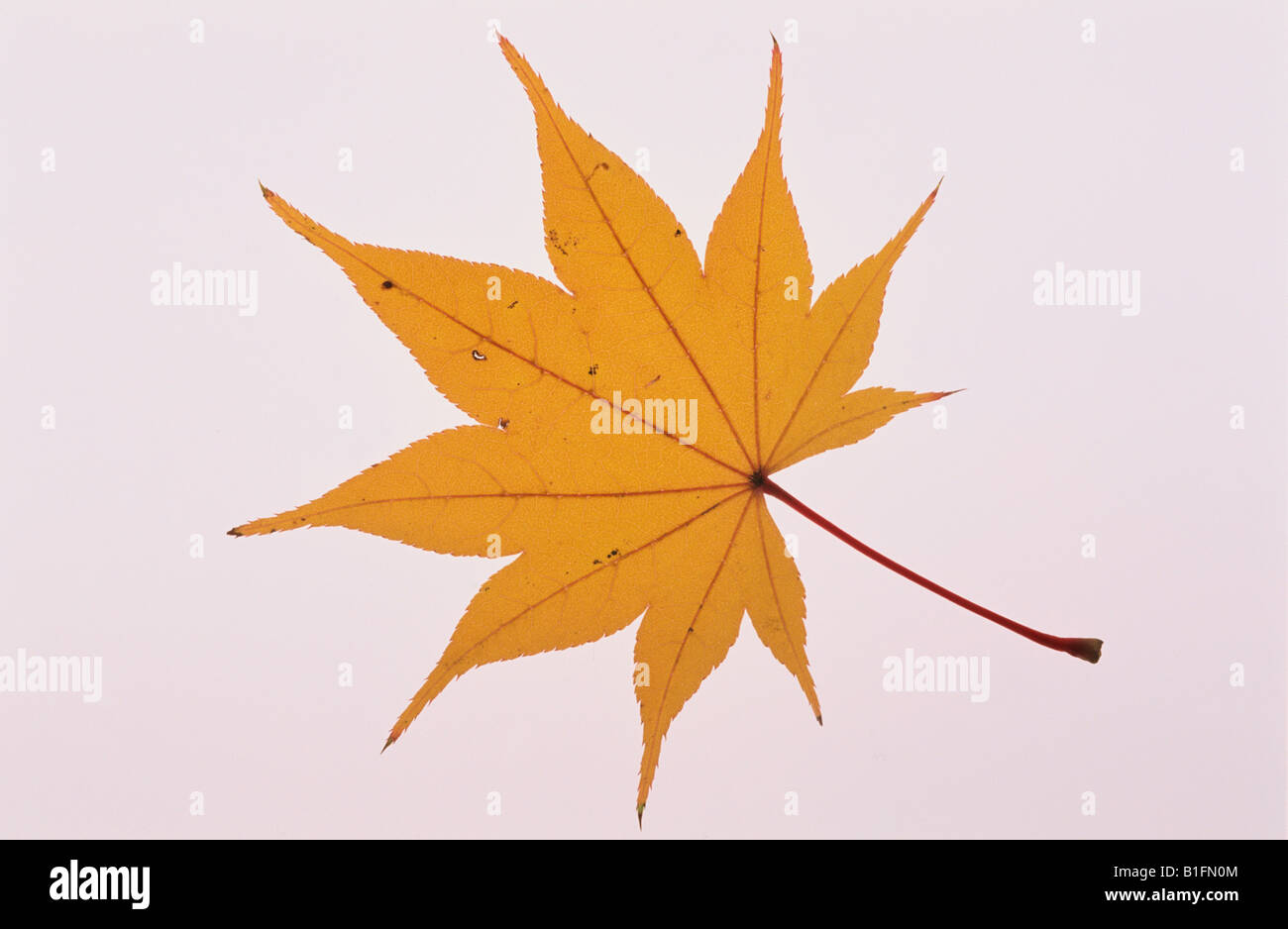 Yellow Maple Leaf Stock Photo - Alamy