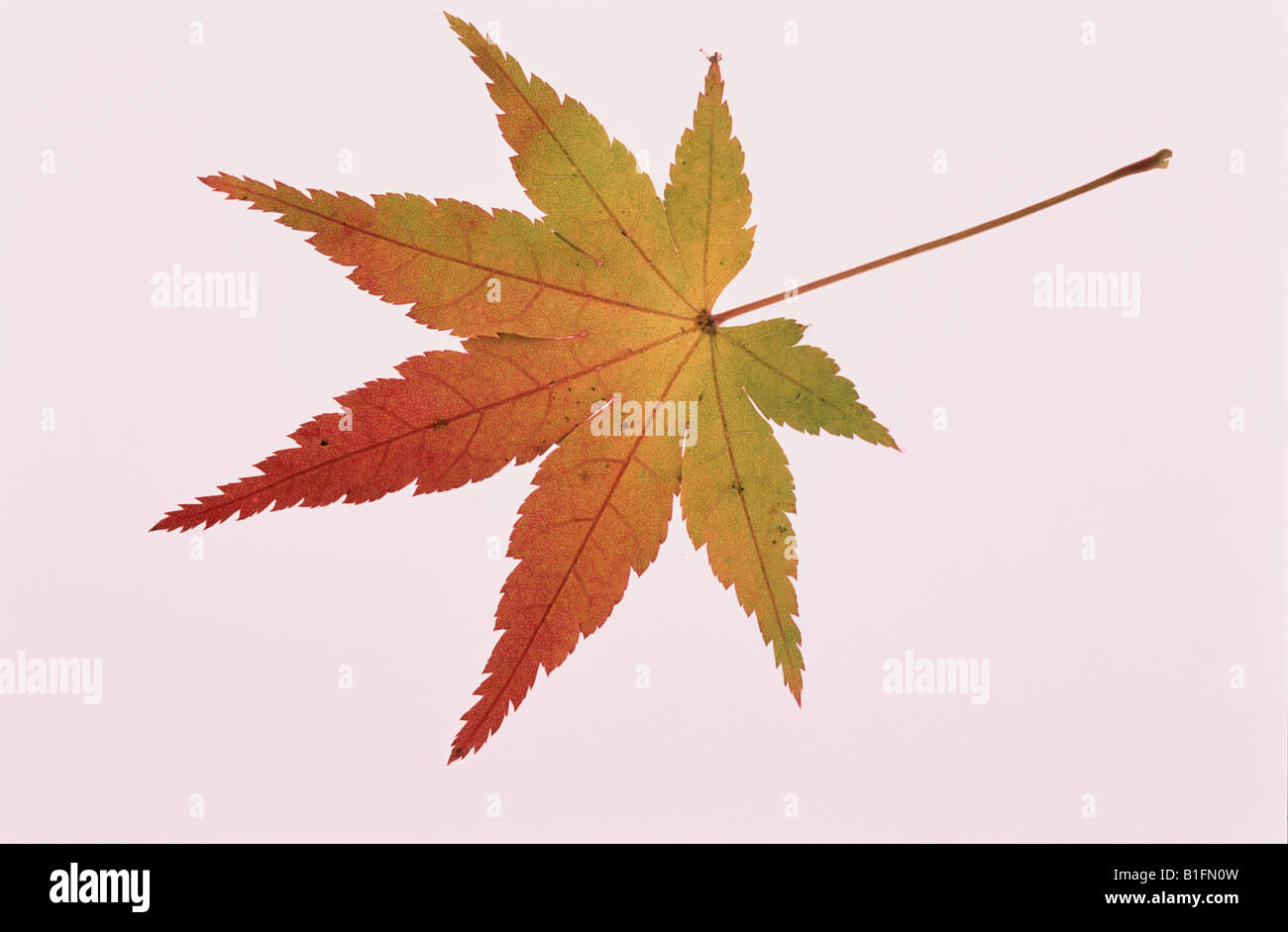 Turning Maple Leaf Stock Photo - Alamy