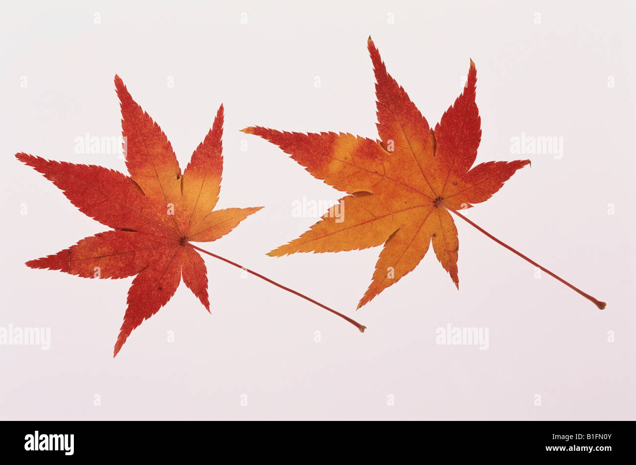 Two Red Maple Leaves Stock Photo - Alamy