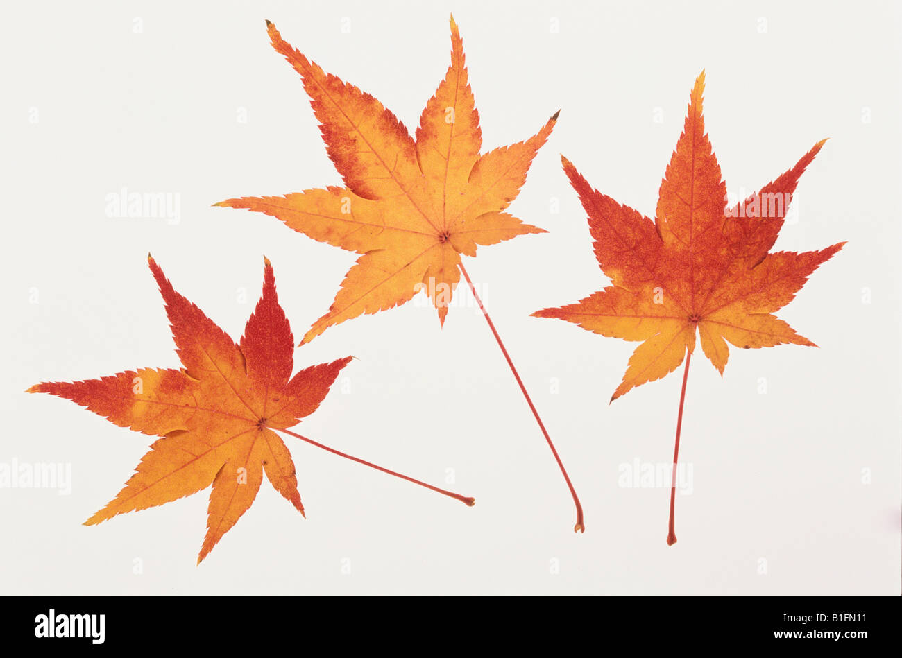 Three Maple Leaves Stock Photo - Alamy
