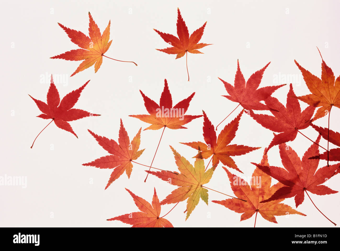 Scattered Red Maple Leaves Stock Photo - Alamy