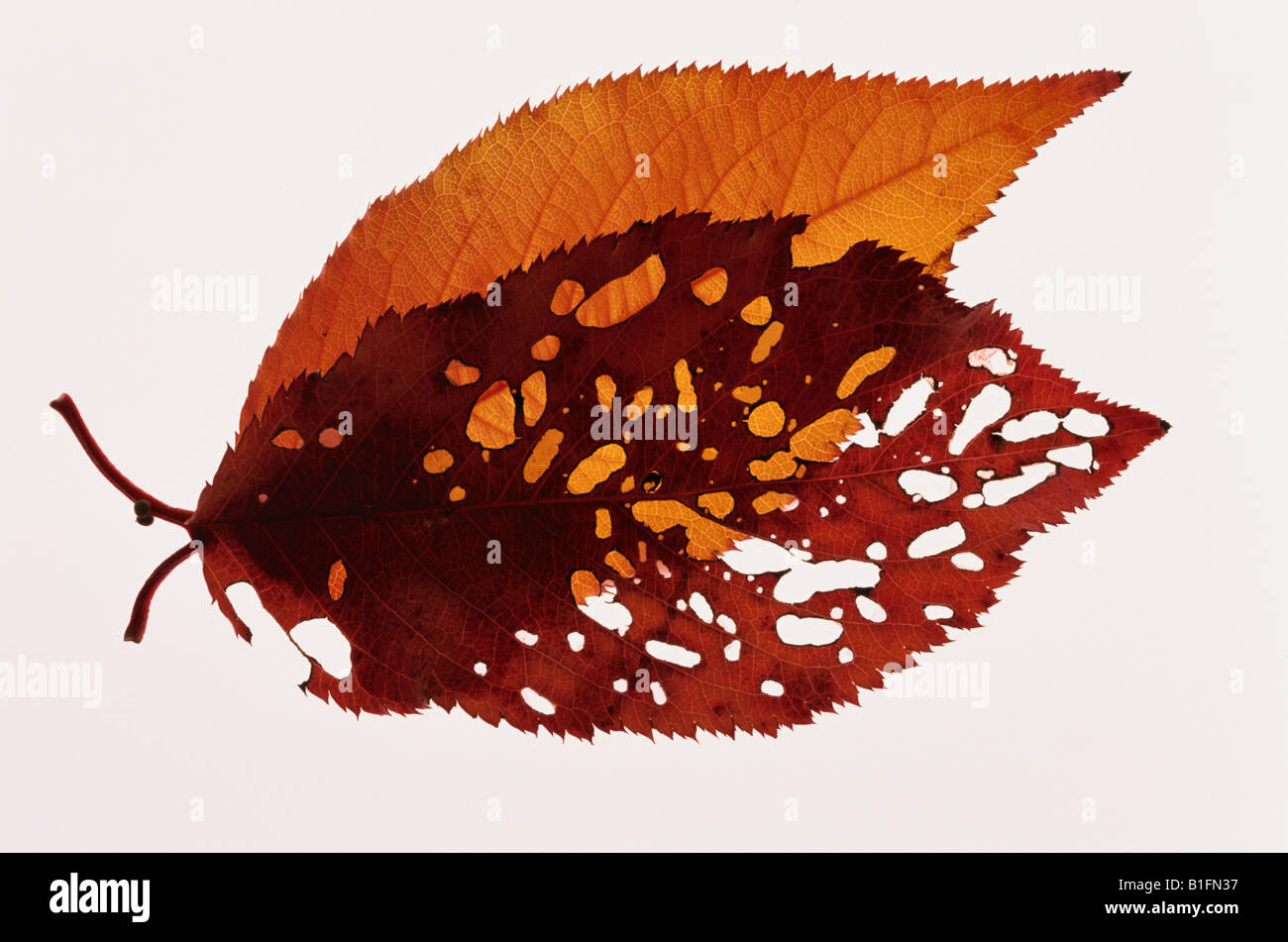 Two Dried Leaves Stock Photo - Alamy