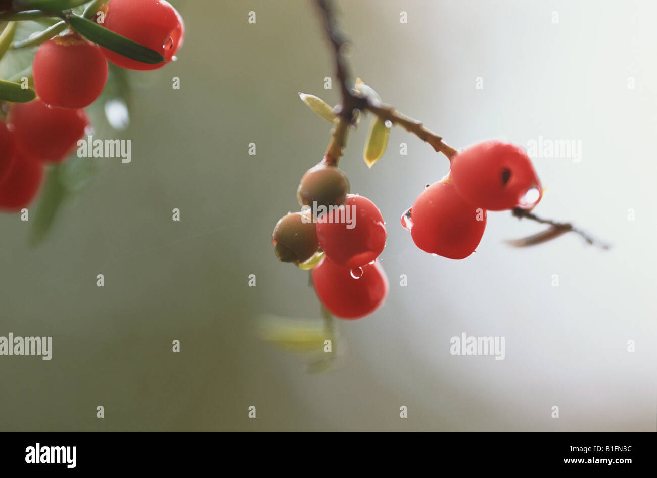 Branch water photographic hi-res stock photography and images - Alamy