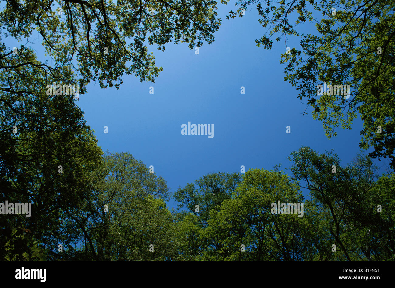 Trees With Blue Sky Stock Photo - Alamy