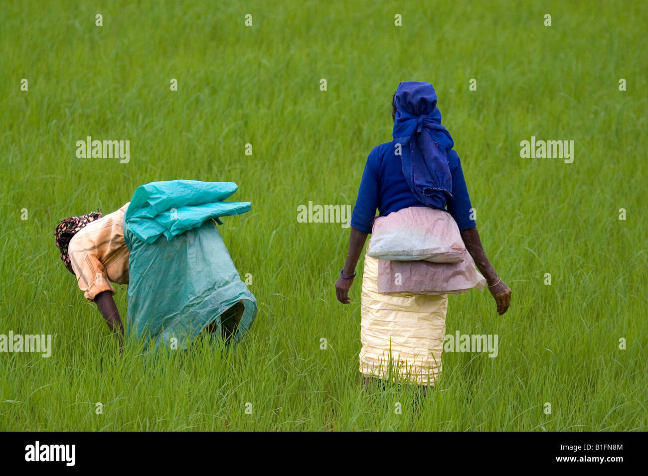 Women work in a rice paddy in southern India. They wear clothing that ...