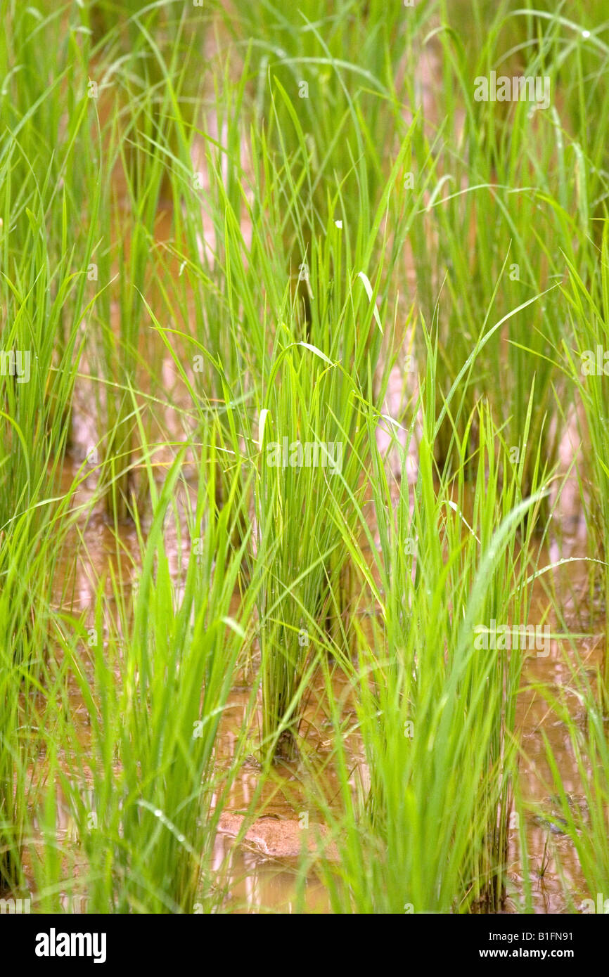 Rice grows in a paddy field in southern India. Rice is a staple food in ...
