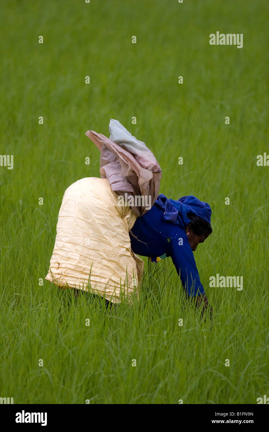 Paddy field western asia hi-res stock photography and images - Alamy