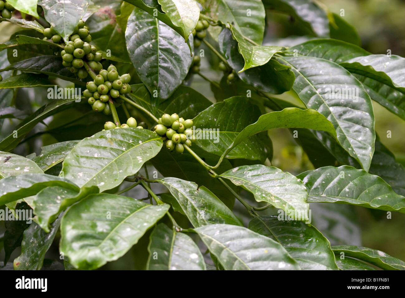 Coffee grows in southern India. The region of Kodagu or Coorg is one of ...