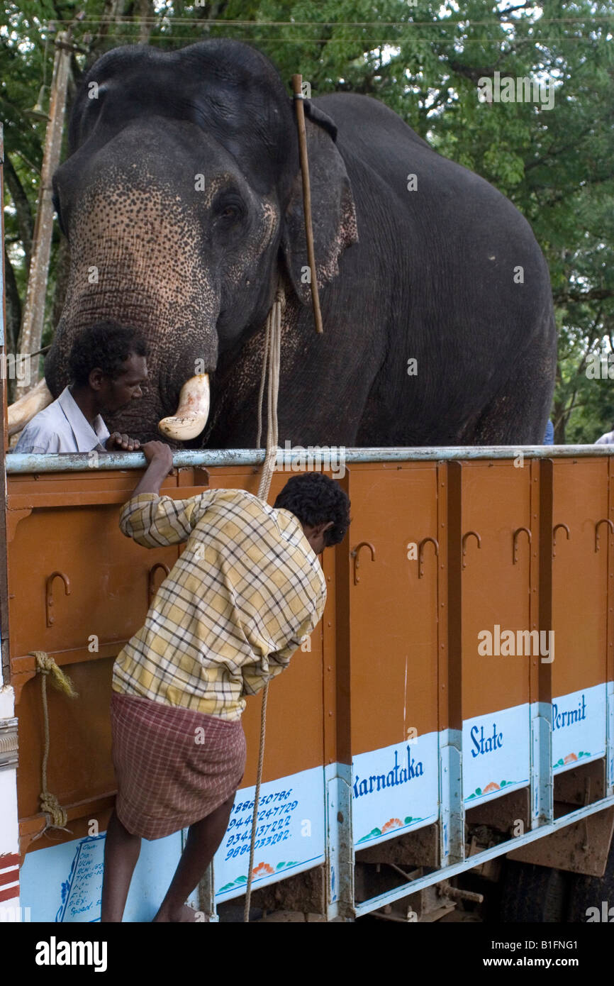 Elephant lorry truck transport hi-res stock photography and images - Alamy