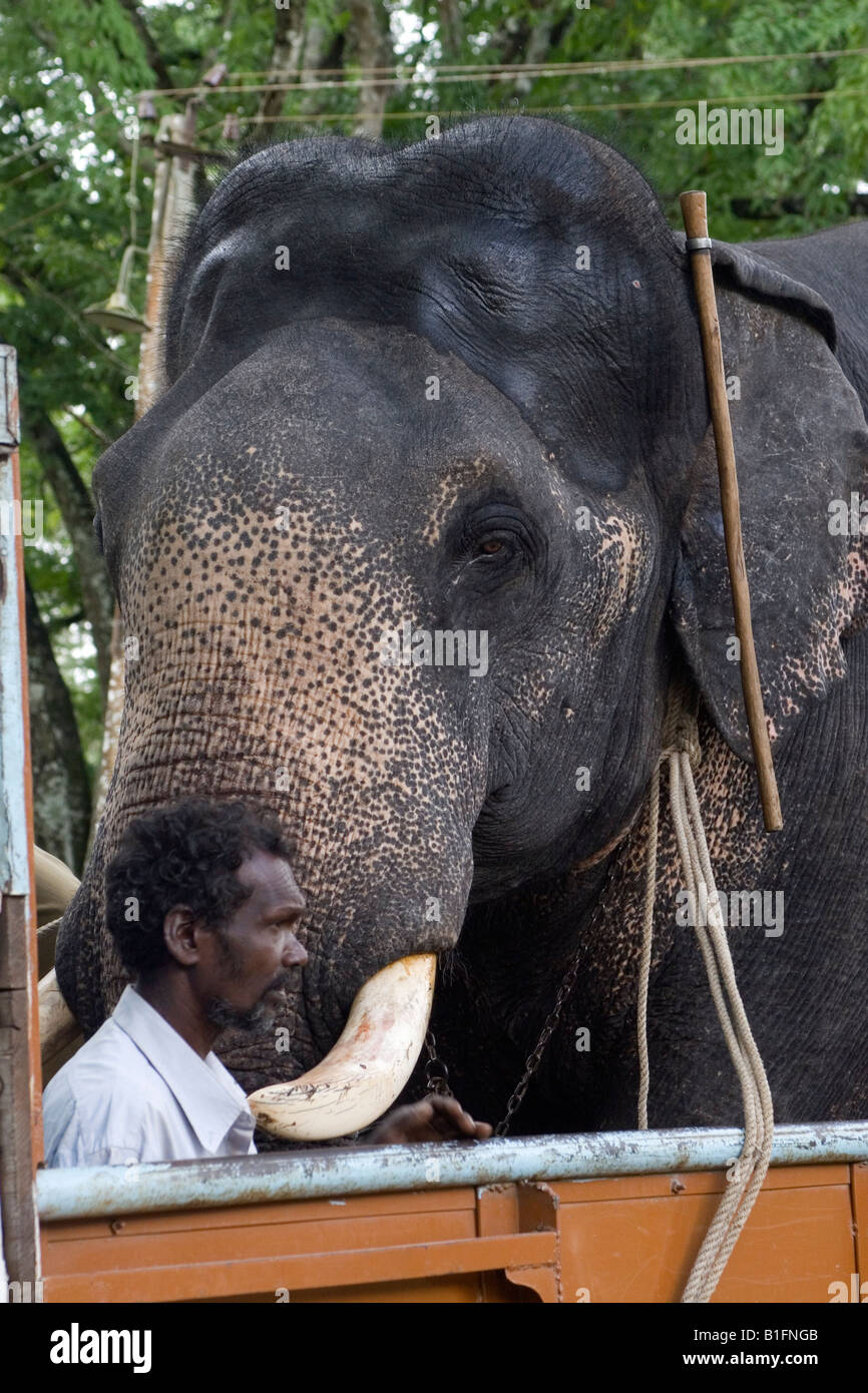 Elephant lorry truck transport hi-res stock photography and images - Alamy